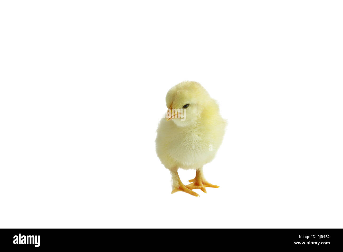 Cute little yellow French Splash Copper Maran chicken / chick isolated ...
