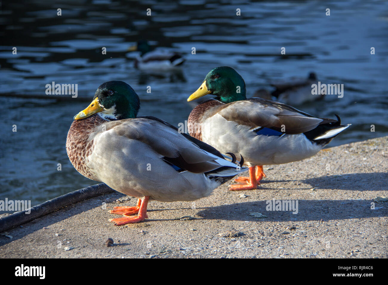 Birds / Ducks on the river Stock Photo - Alamy