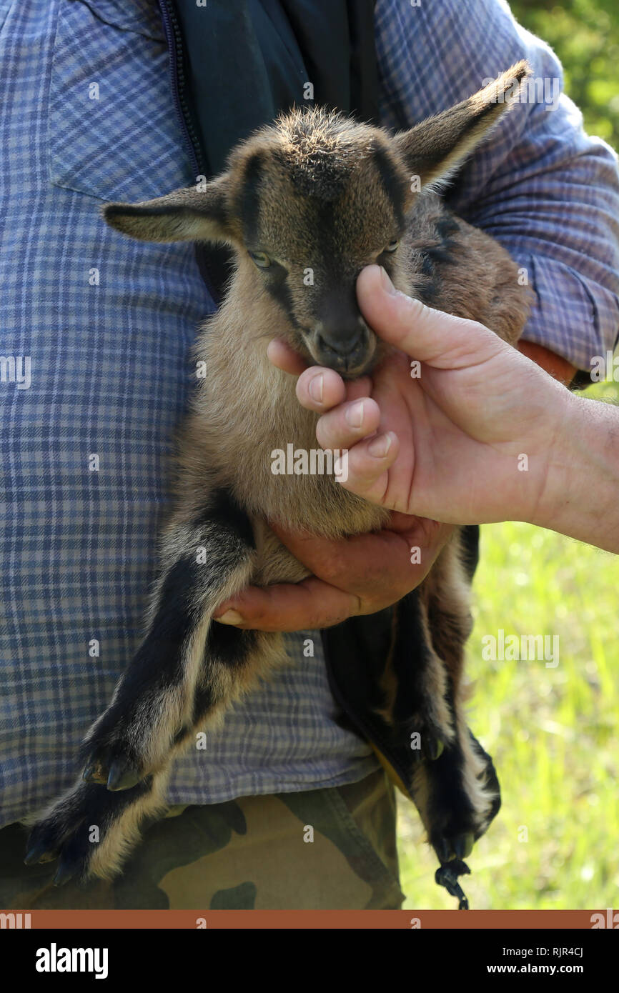 A goat in the hands of a shepherd Stock Photo - Alamy