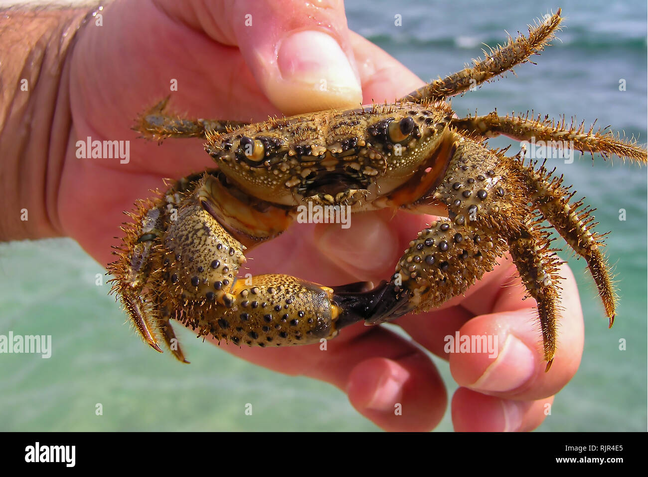 Animal world / Sea creatures / Crab in hands Stock Photo - Alamy