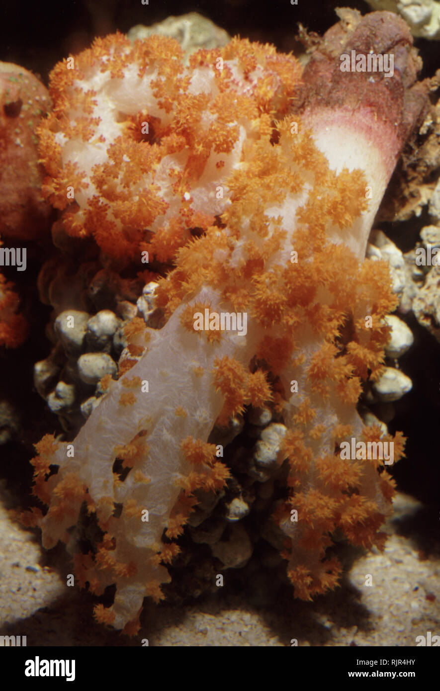 Orange cauliflower soft coral (Scleronephthya sp Stock Photo - Alamy