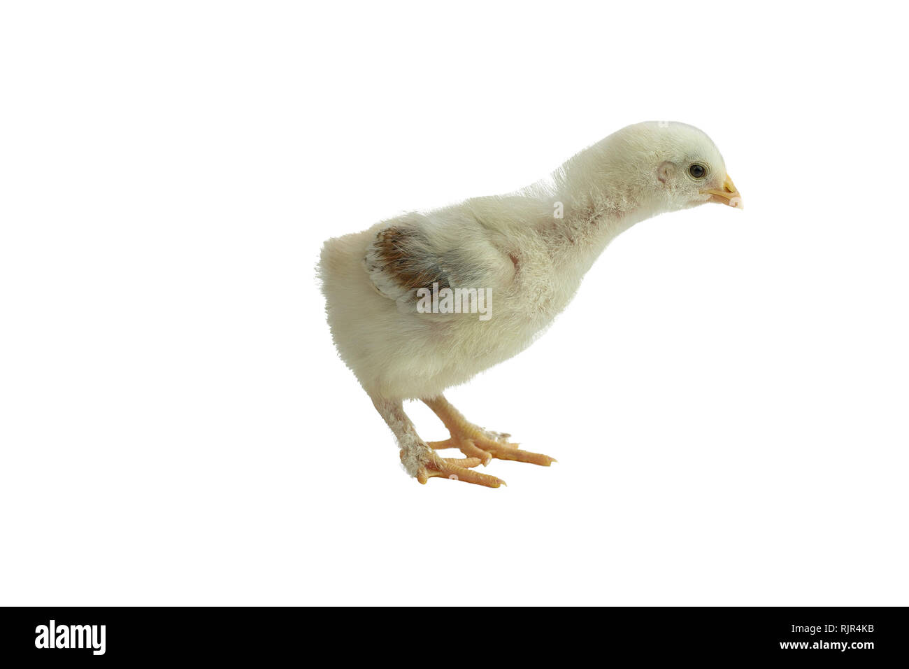 One week old French Wheaten Copper Maran chicken / chick isolated over ...