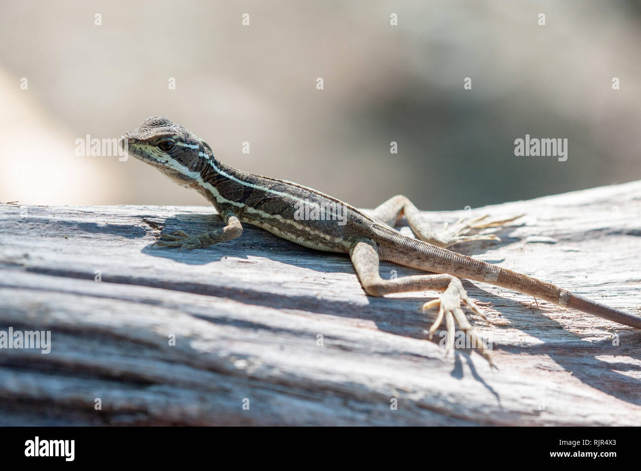 Common Basilisk (Basiliscus basiliscus) in Corcovado national park ...