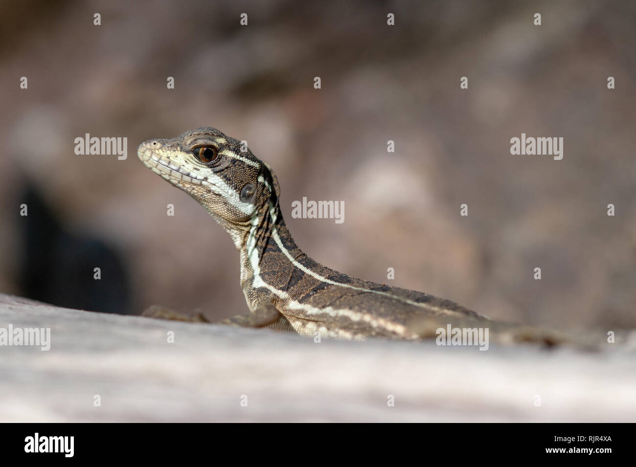 Common Basilisk (Basiliscus basiliscus) in Corcovado national park ...