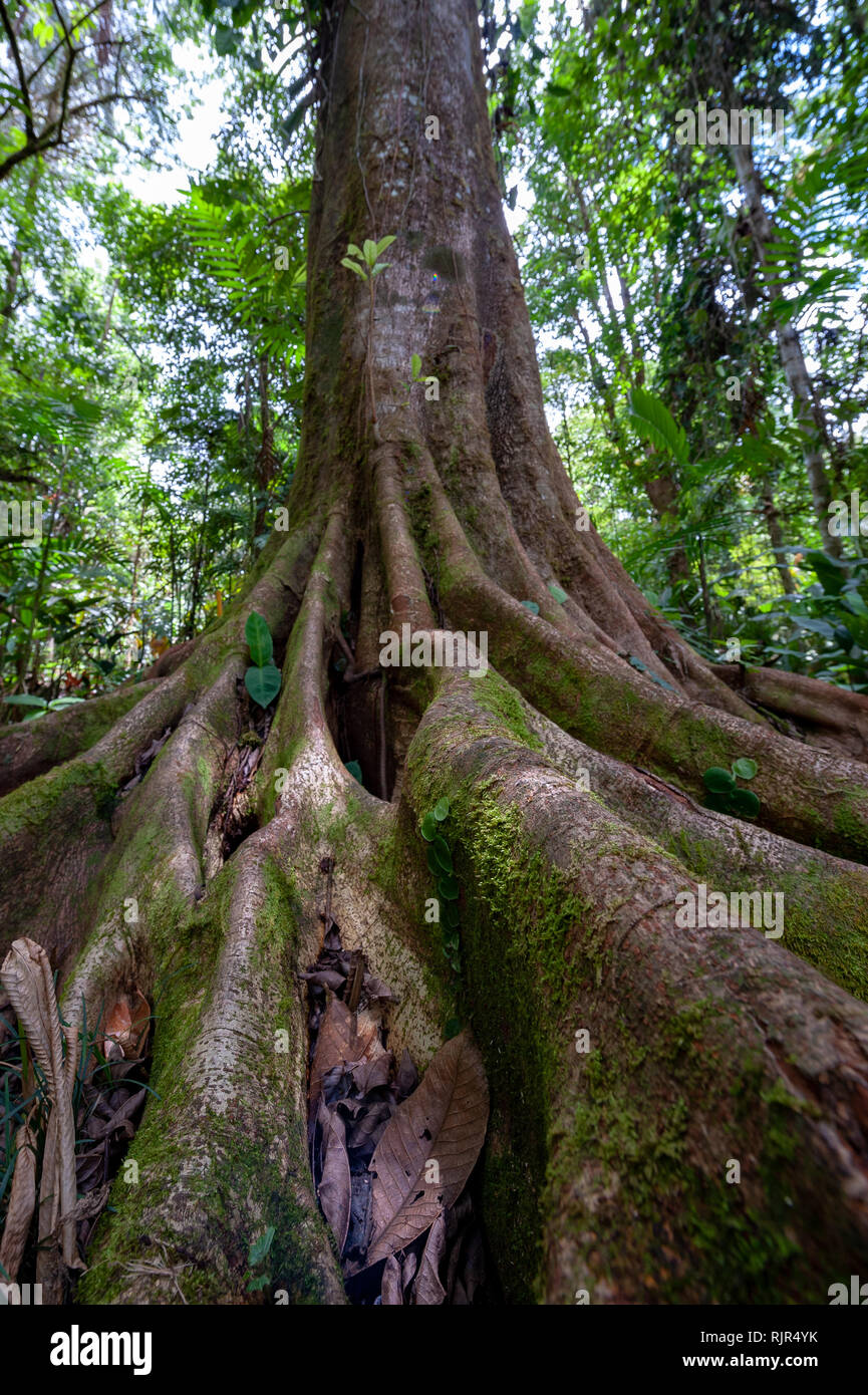 Tree with butress roots in Costa Rican rainforest Stock Photo - Alamy