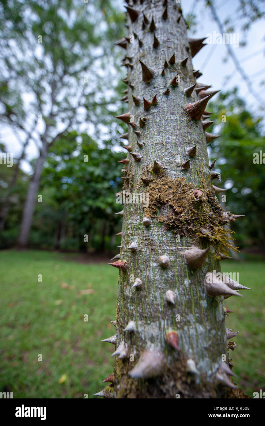 Tropical garden in costa hi-res stock photography and images - Alamy