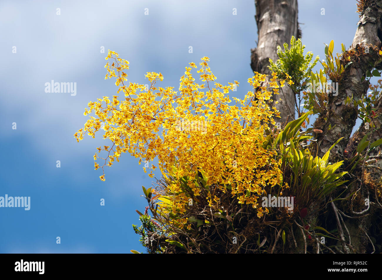 Orchid of the genus Oncidium on a tree in cloud forest in Costa Rica ...