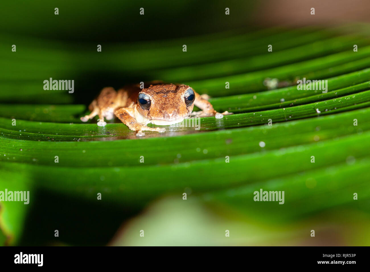 Rain frog (Eleutherodactylus sp.) on a leaf in tropical rainforest ...