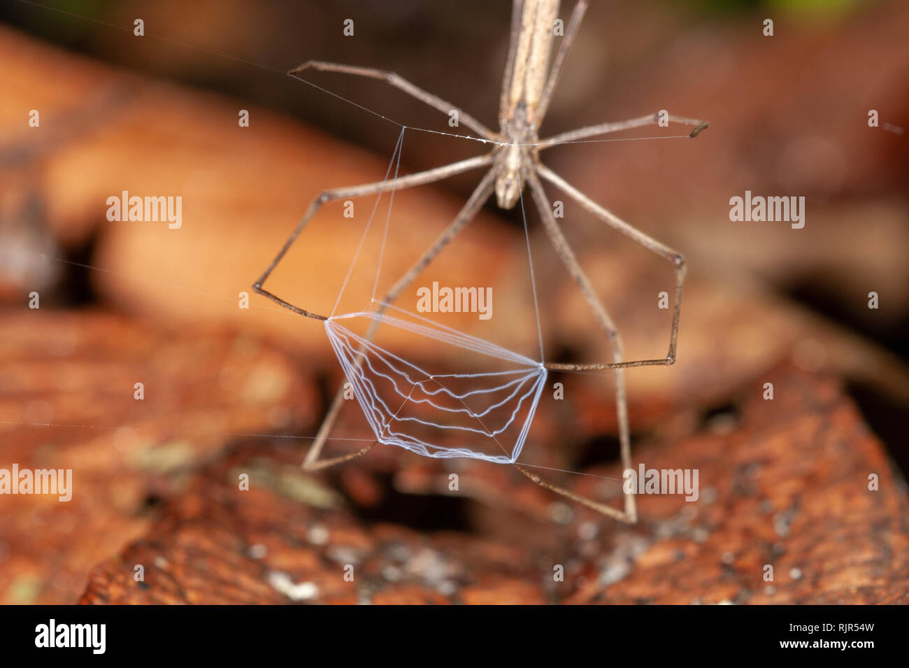 Net casting spider hi-res stock photography and images - Alamy
