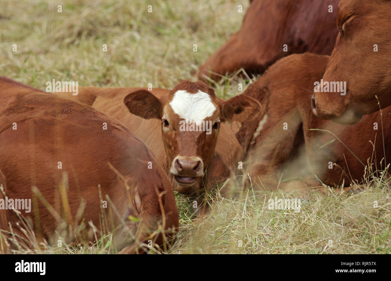 Adult Cows High Resolution Stock Photography and Images - Alamy