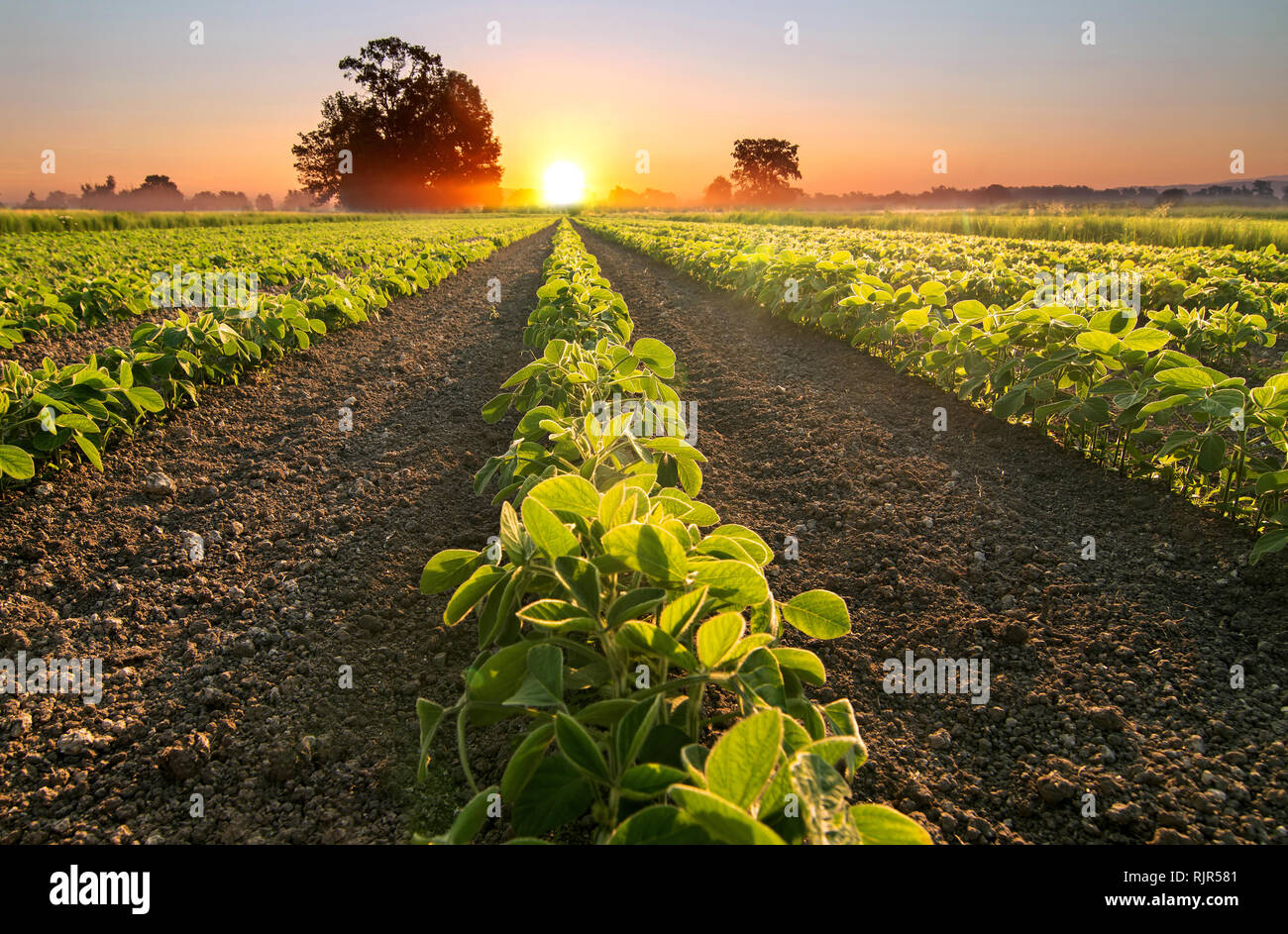 Soy field and soy plants growing in rows in a field, at sunset Stock ...