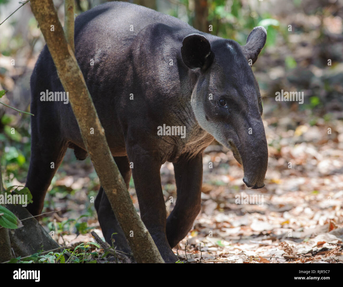Bairds tapir hi-res stock photography and images - Alamy
