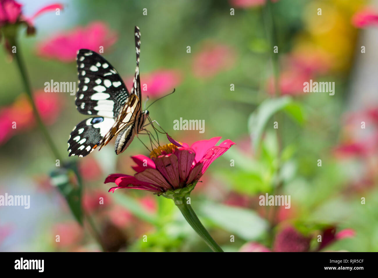 Spring landscape butterflies hi-res stock photography and images - Alamy