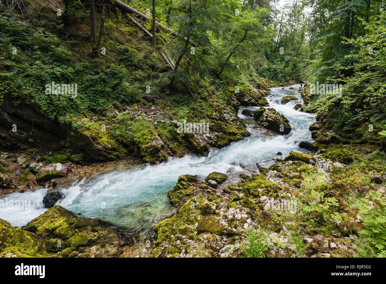 Vintgar gorge and river, near Bled lake, Slovenia Stock Photo - Alamy