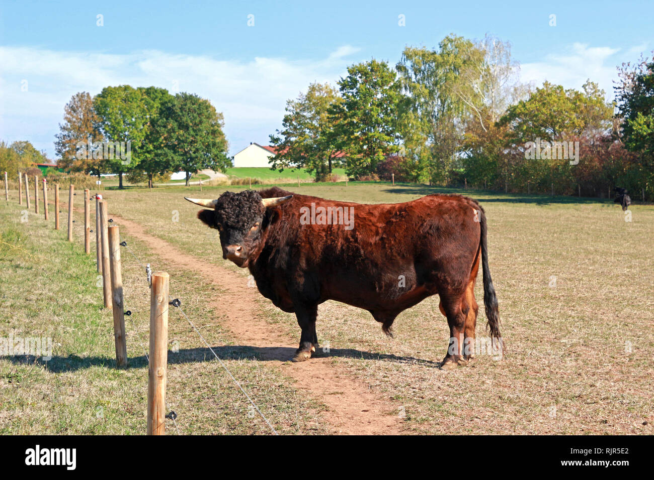 Dexter Bull