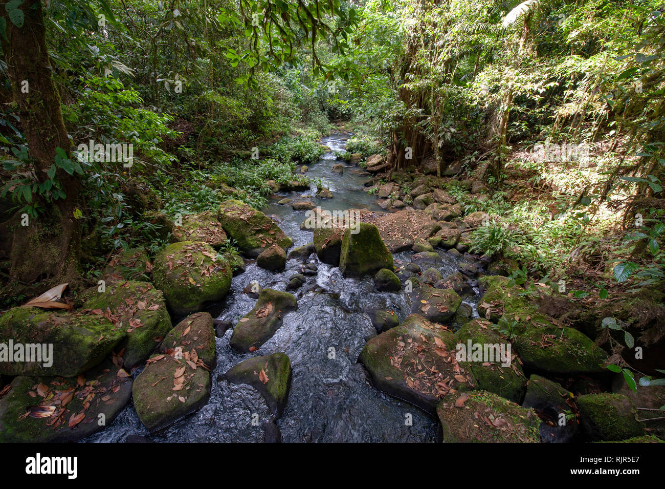 Stream in a tropical rainforest in Costa Rica Stock Photo - Alamy