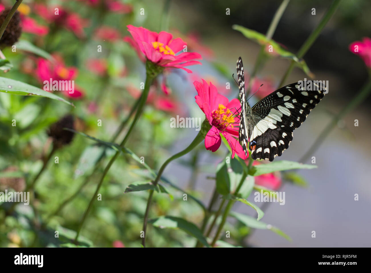 Butterflies in spring flowers Stock Photo - Alamy