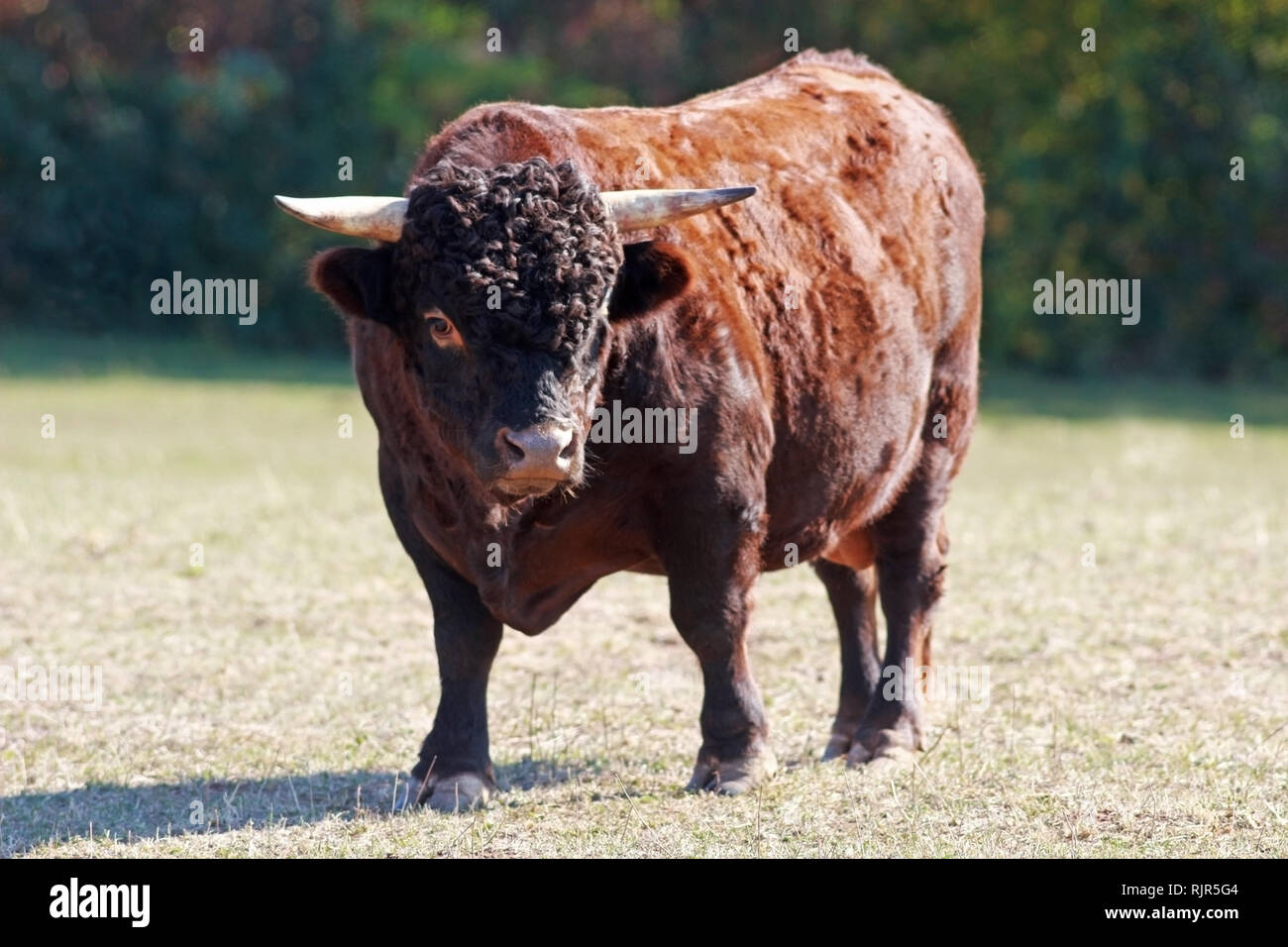 bull of the breed Dexter cattle on a pasture, looking into camera Stock ...