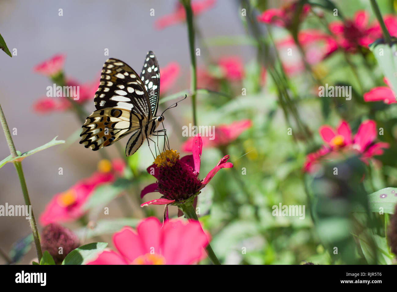 Butterflies in spring flowers Stock Photo - Alamy