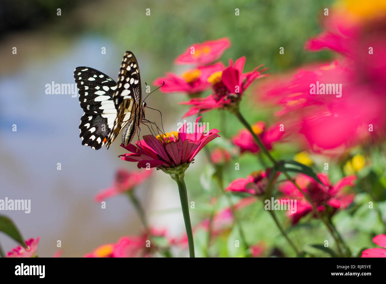 Butterflies in spring flowers Stock Photo - Alamy