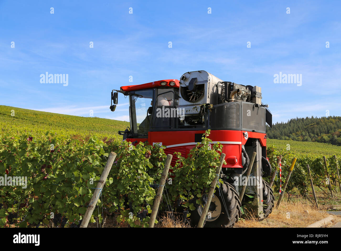 Harvesting grapes. Harvesting grapes by a combine harvester Stock Photo ...