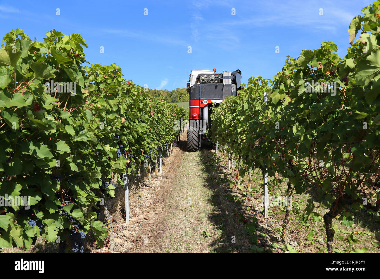 Harvesting grapes. Harvesting grapes by a combine harvester Stock Photo - Alamy