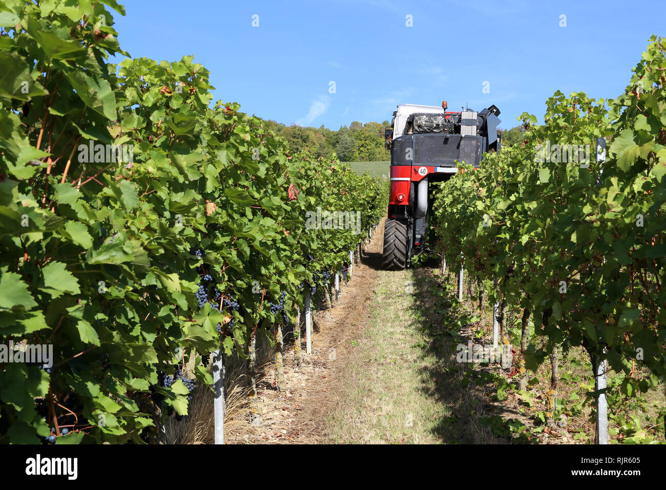 Harvesting grapes. Harvesting grapes by a combine harvester Stock Photo ...