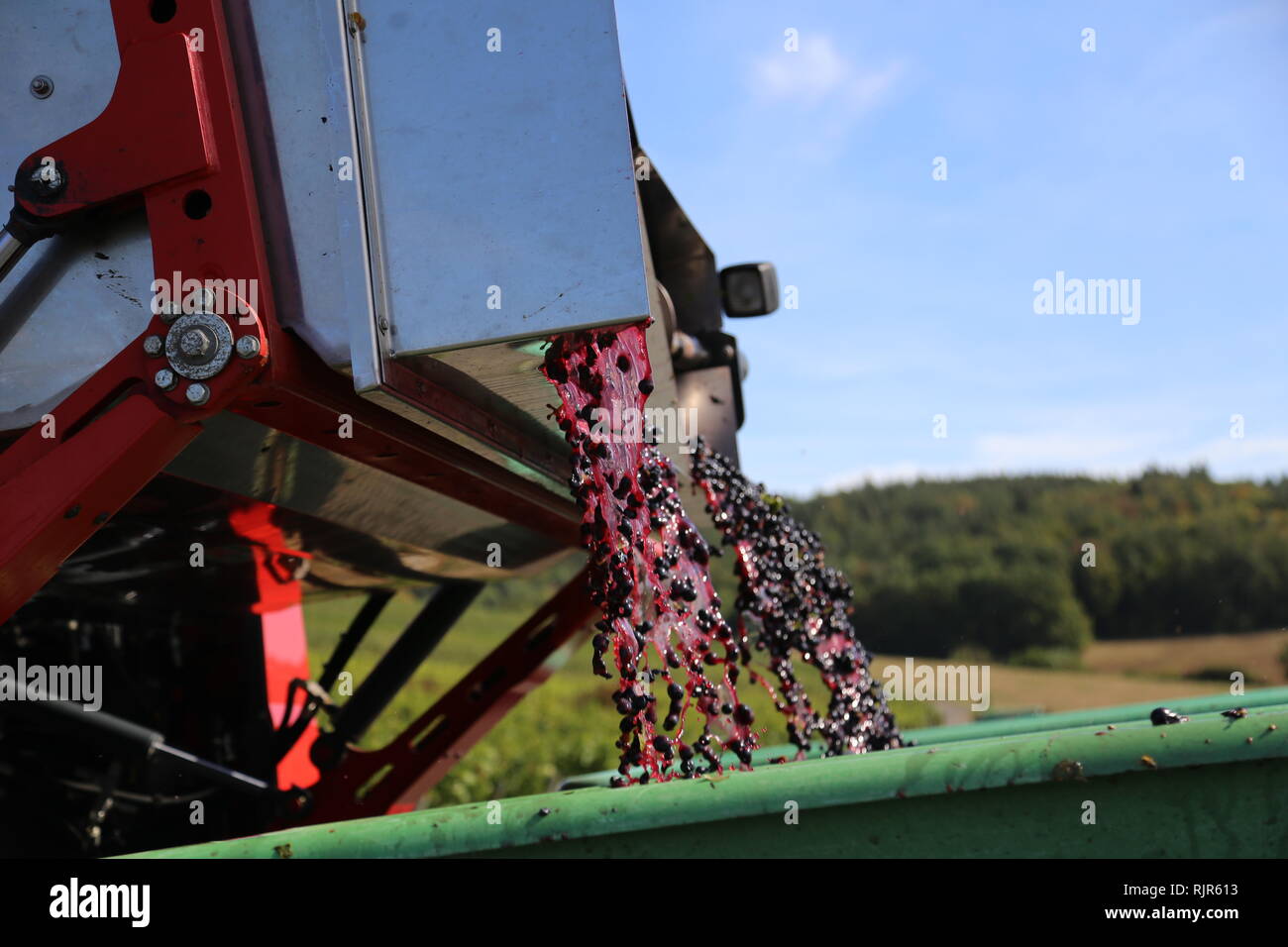 Harvesting grapes. Harvesting grapes by a combine harvester Stock Photo ...