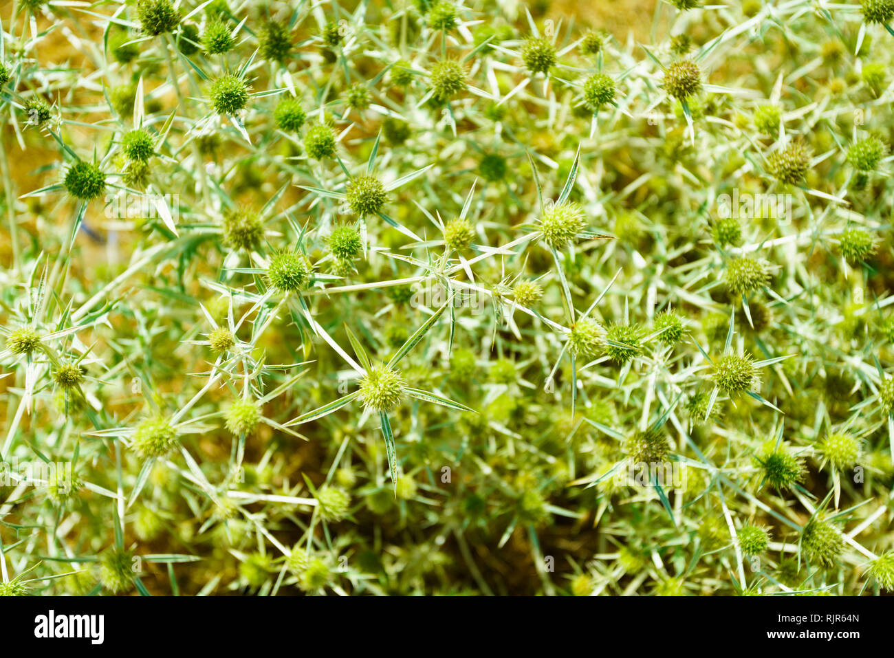Prickly leaf hi-res stock photography and images - Alamy