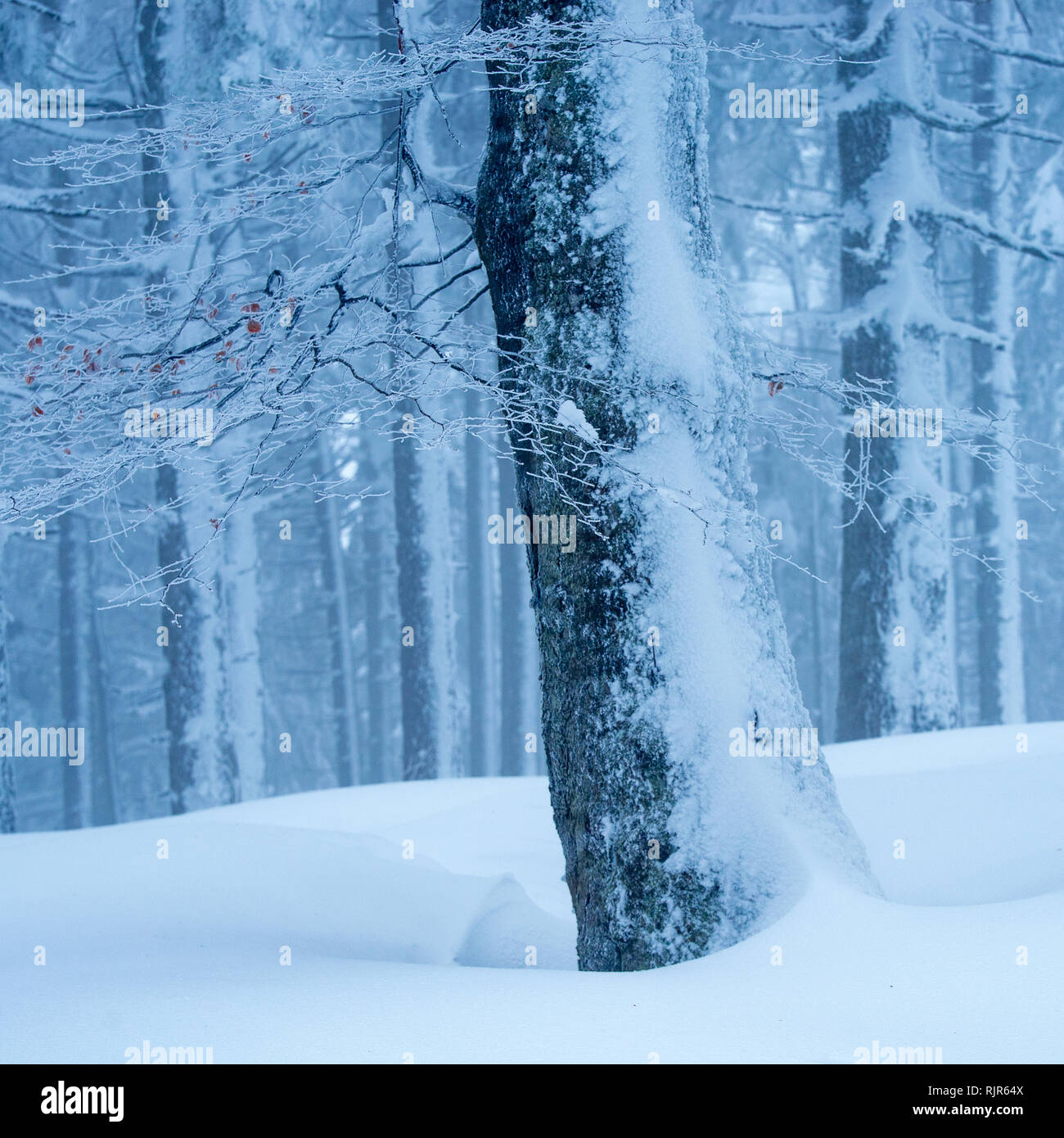 Tree trunks covered with snow in a beautiful winter landscape Stock ...