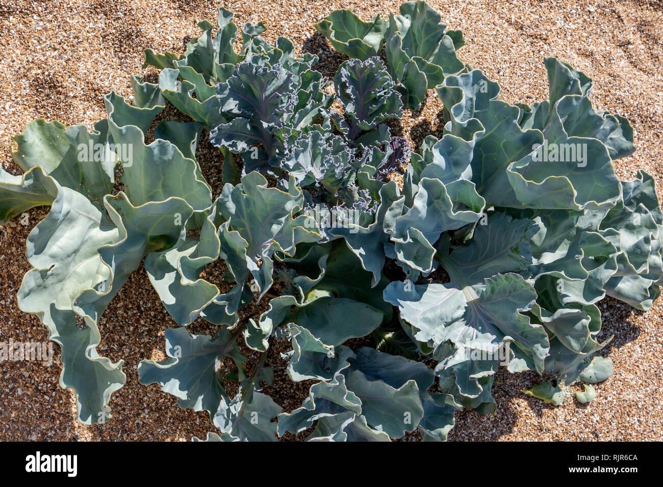 Sea cabbage hi-res stock photography and images - Alamy