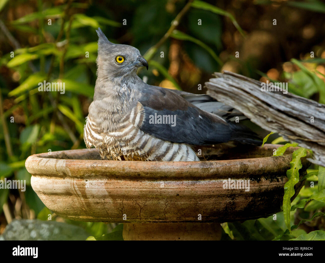 Pacific Paza / Crested Hawk, Aviceda subcristata, Australian raptor ...