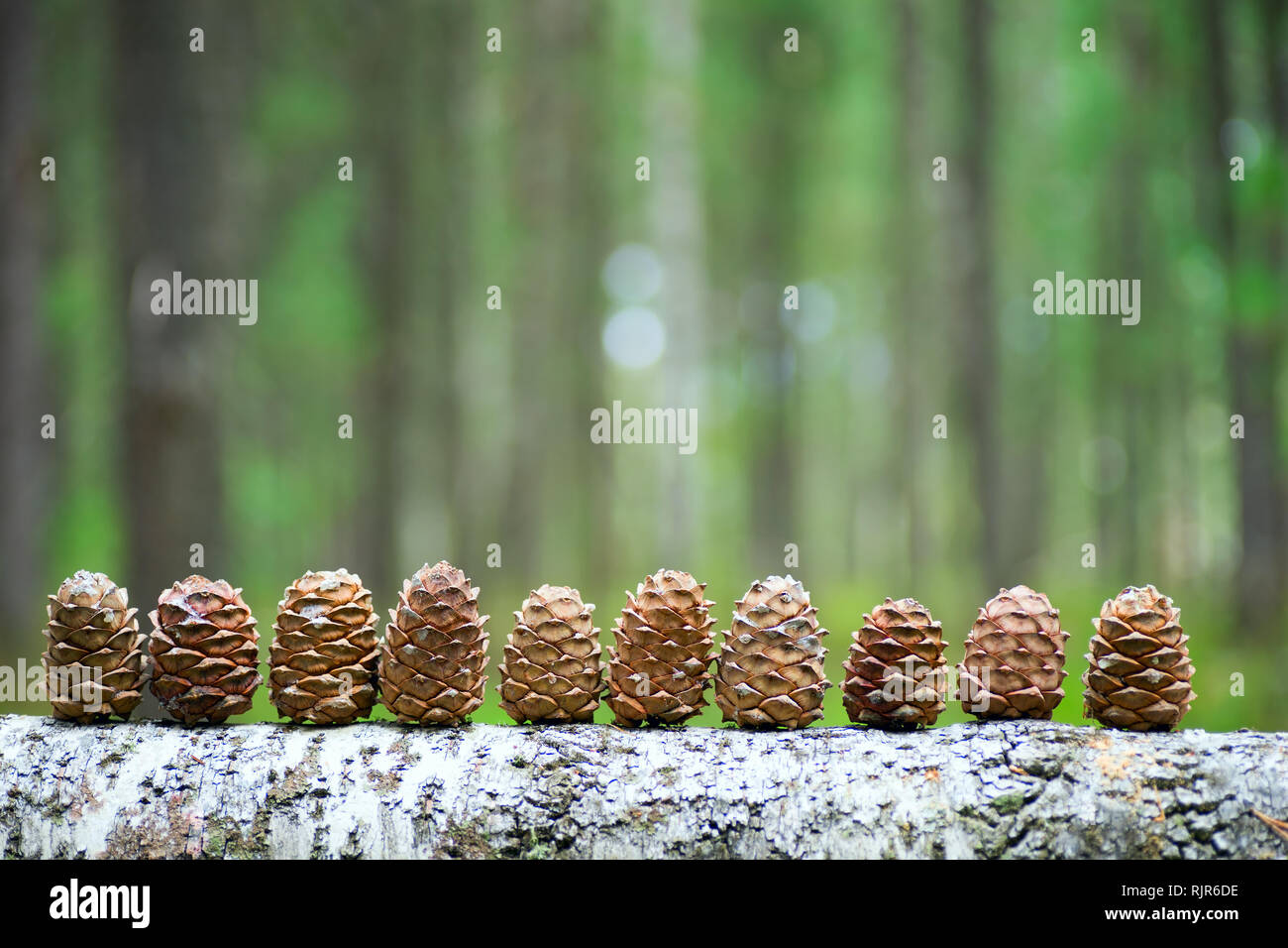 Cedar cones lined up on a log Stock Photo - Alamy