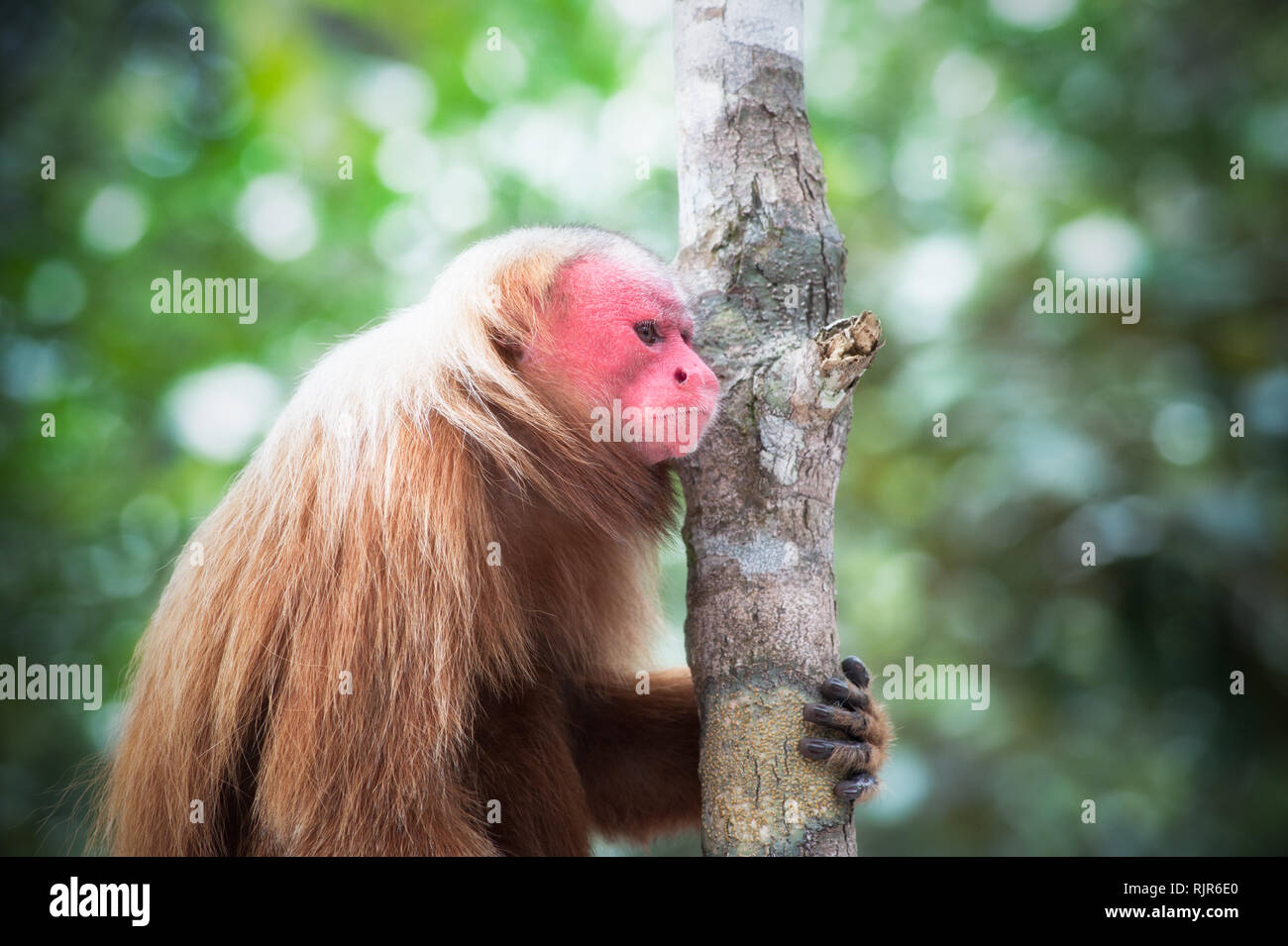 Uakari, red faced monkey in Brazil Stock Photo - Alamy