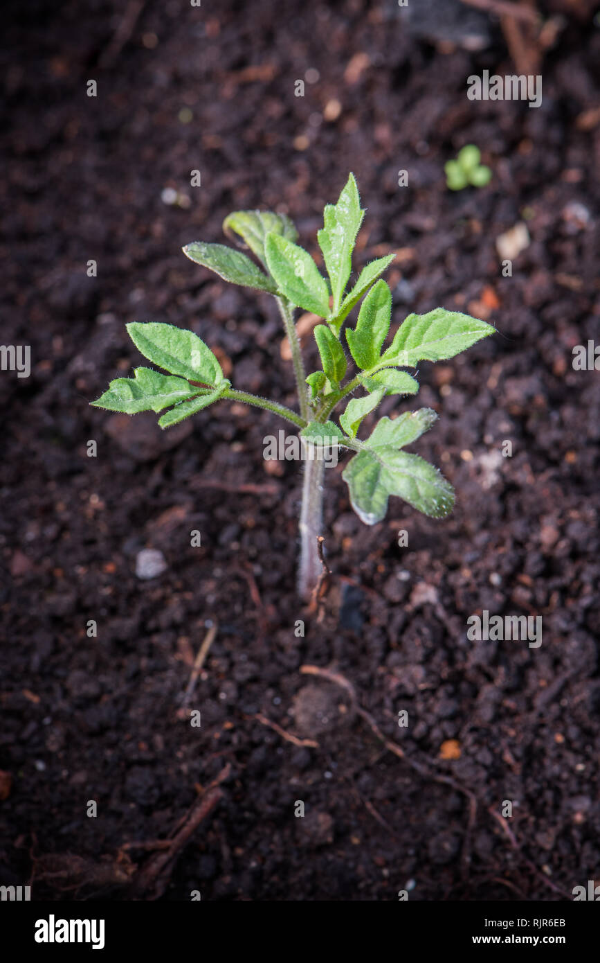 young tomato sprout at spring. Growing young plant Stock Photo - Alamy