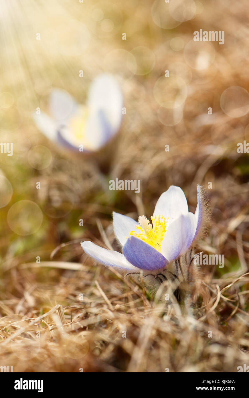Beautiful crocus flowers during spring in Austrian mountains, Alps ...