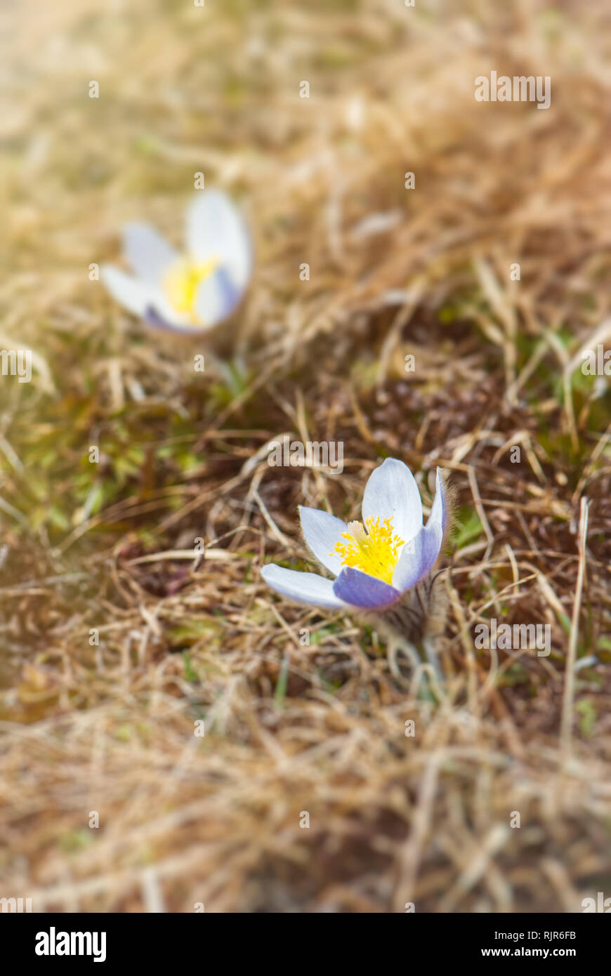Beautiful crocus flowers during spring in Austrian mountains, Alps ...