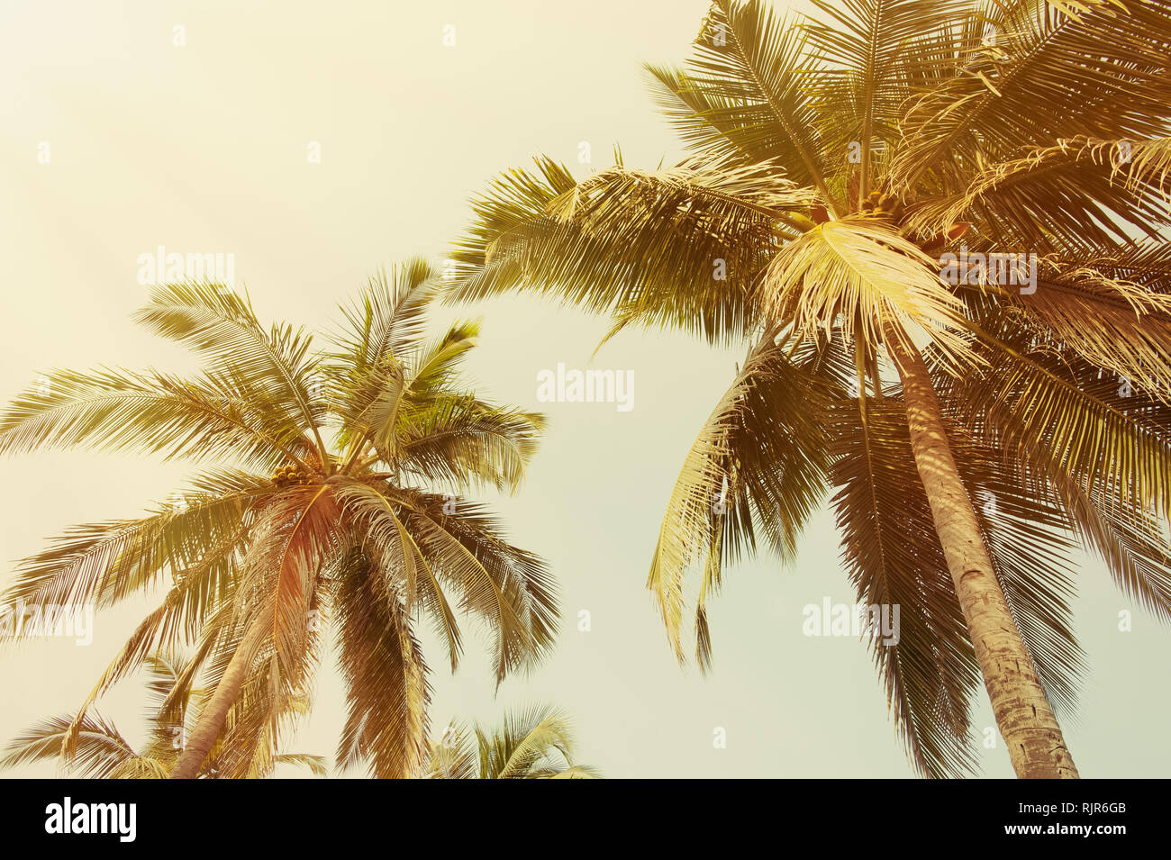 vintage style palm tree instagram toned Stock Photo - Alamy
