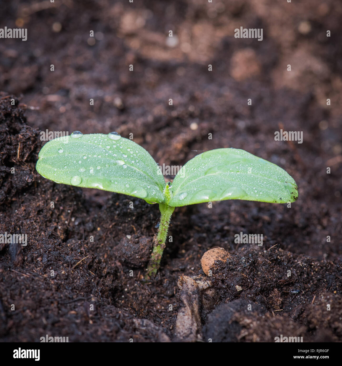 Sprout cucumber hi-res stock photography and images - Alamy