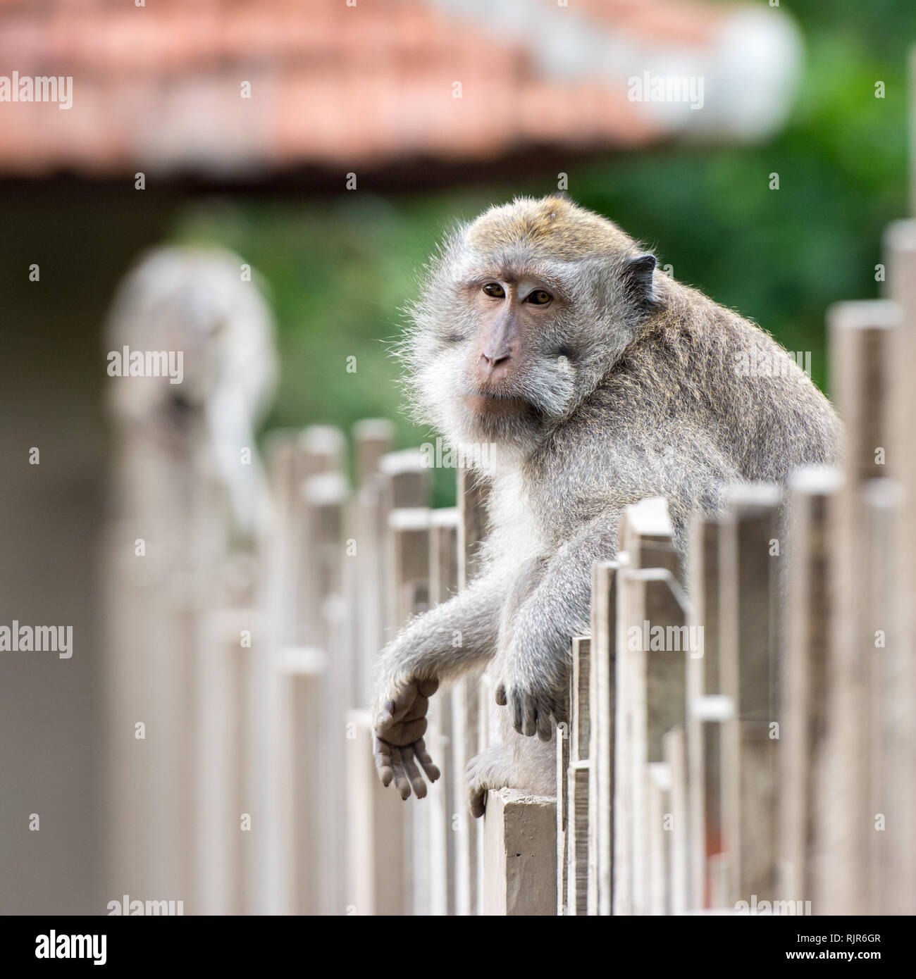 India forest monkey hi-res stock photography and images - Alamy