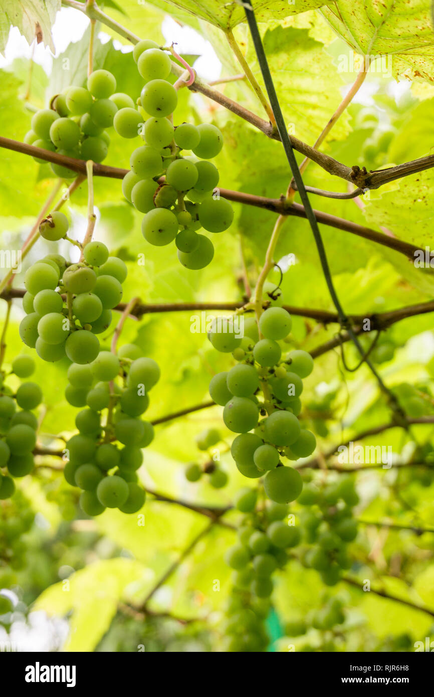 grapes on tree in the vineyard at sunlight Stock Photo - Alamy