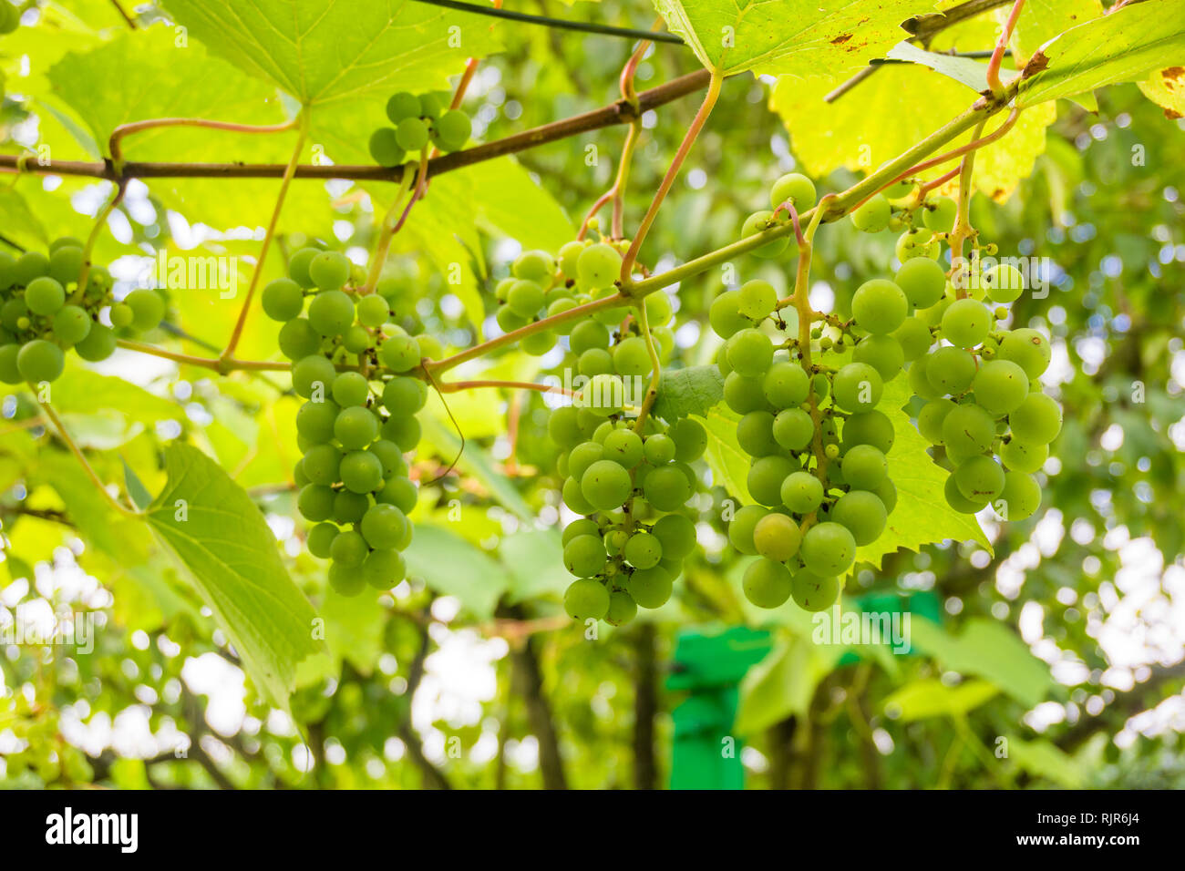 Green grapes on summer vine Stock Photo - Alamy