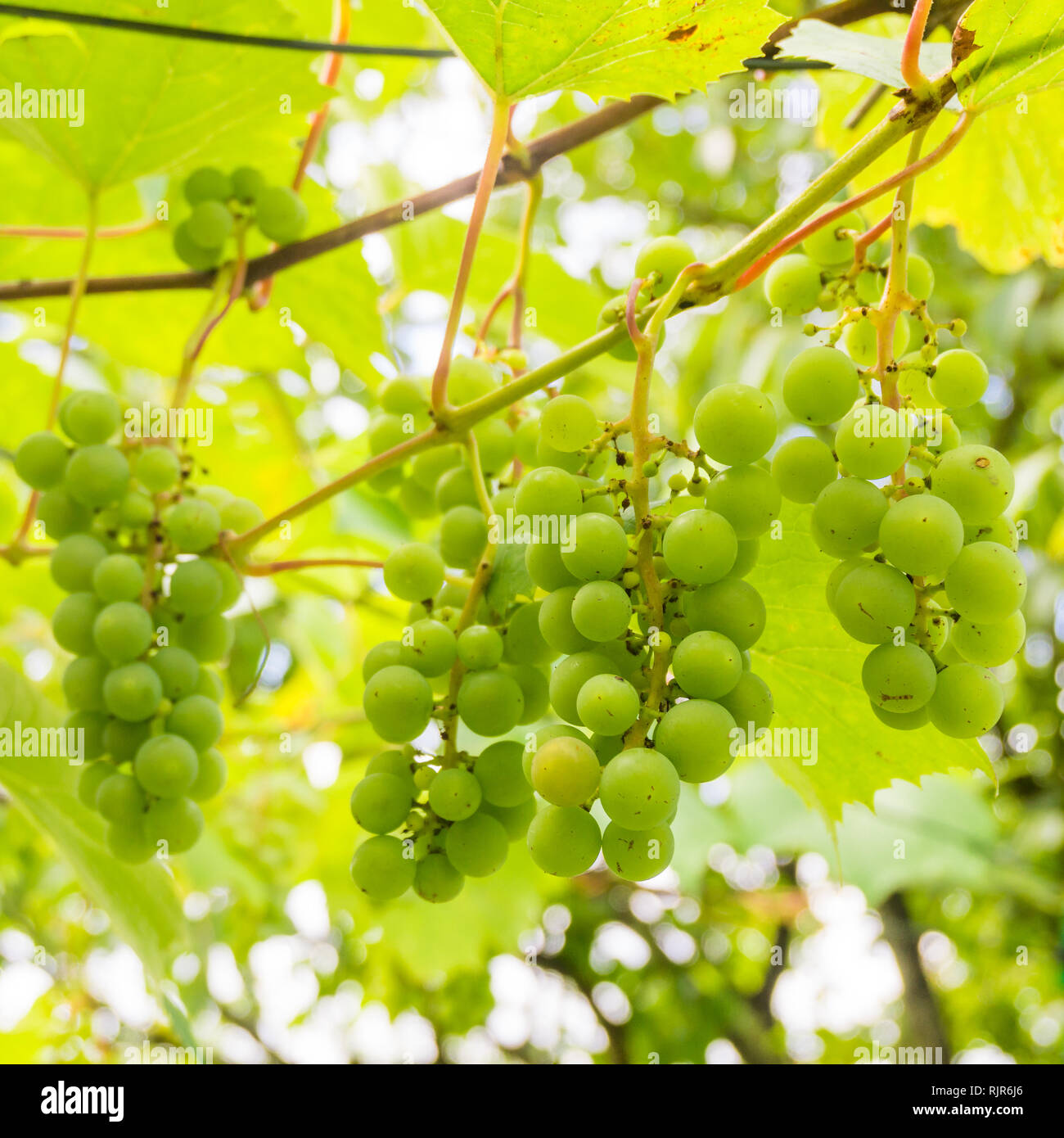 Green grapes on summer vine Stock Photo - Alamy
