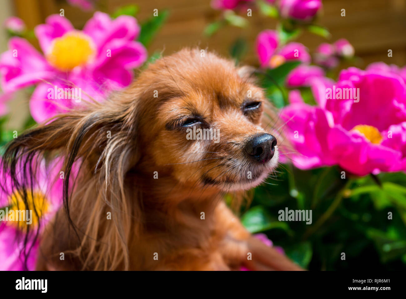 Happy Dog in the Sun Stock Photo - Alamy