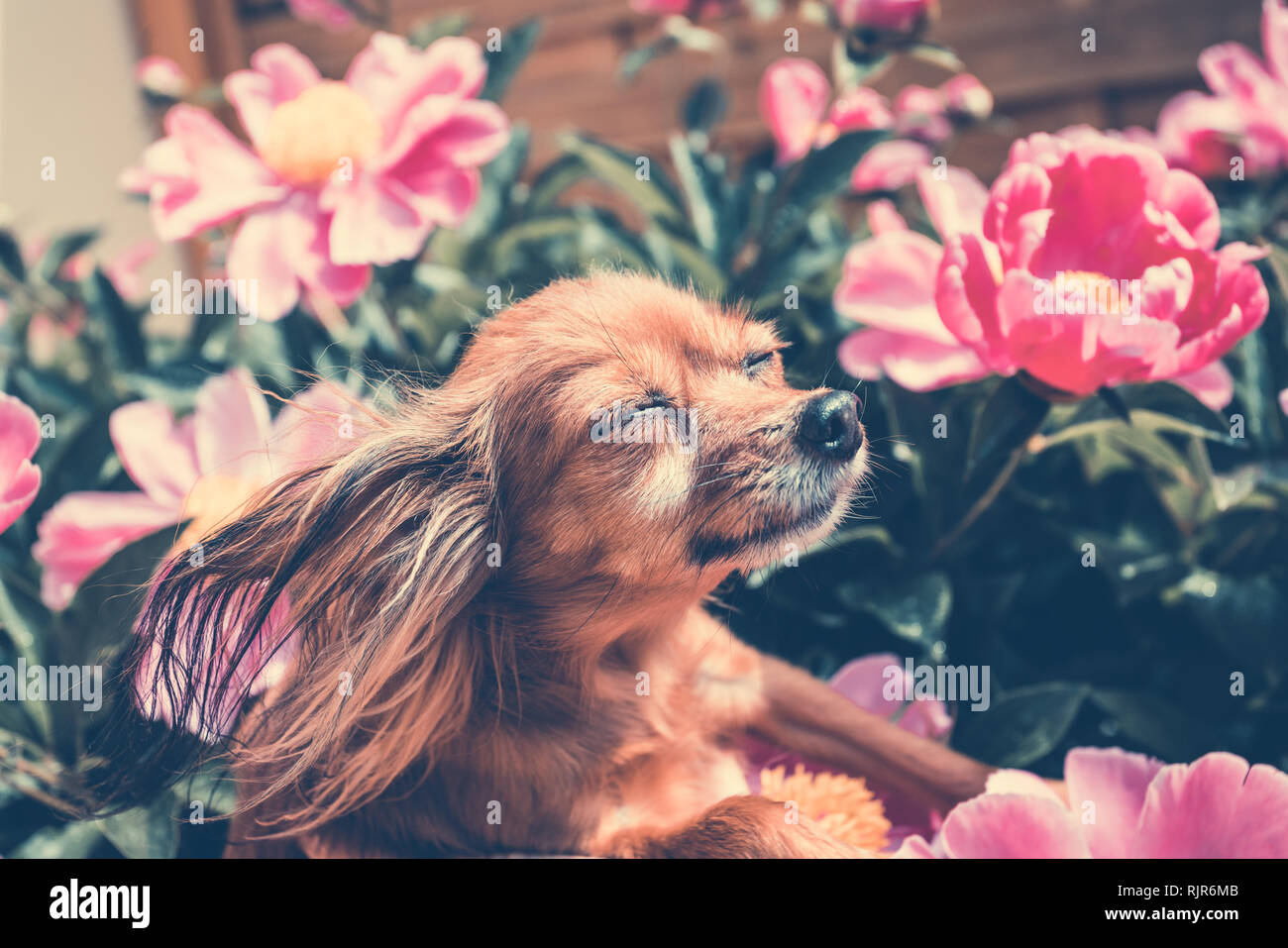 Happy Dog in the Sun Stock Photo - Alamy