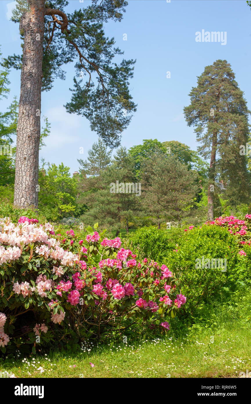 Luxurious spring flowering of azaleas in the park Stock Photo - Alamy
