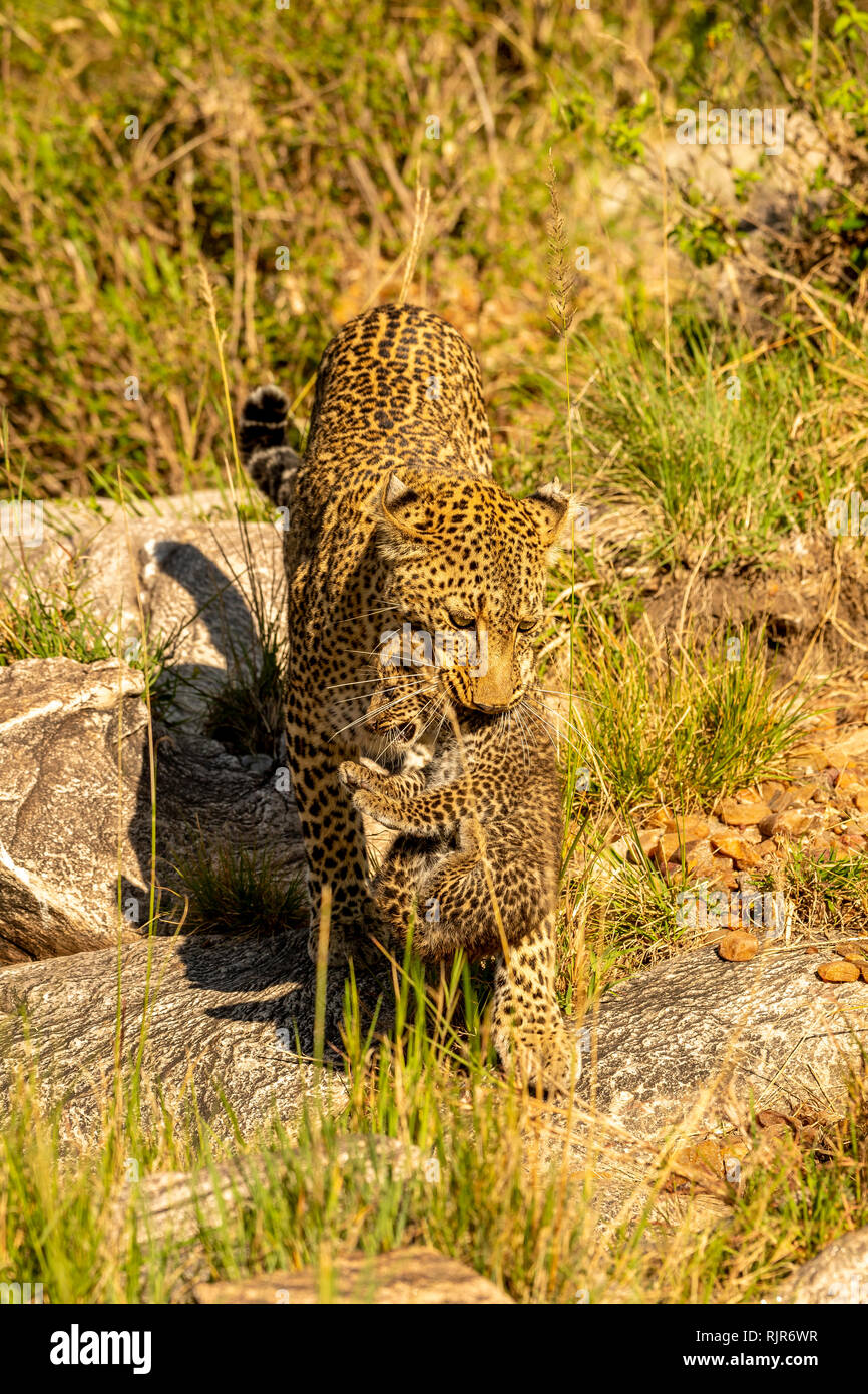 Female leopard mother carrying her cub to safety in the Masai Mara ...