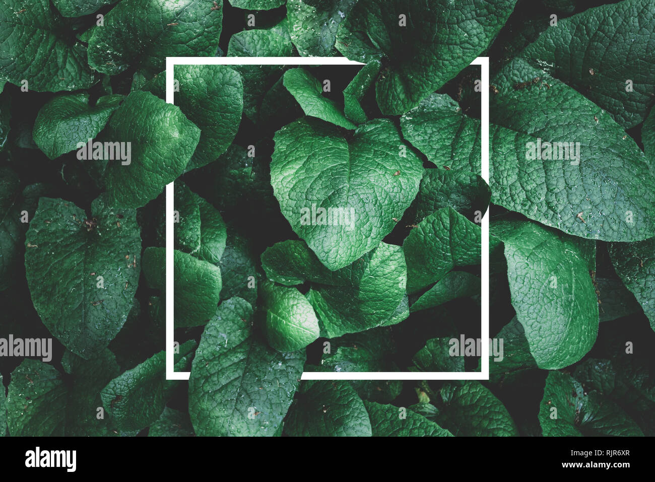 Creative layout design of green leaves and paper note Stock Photo - Alamy
