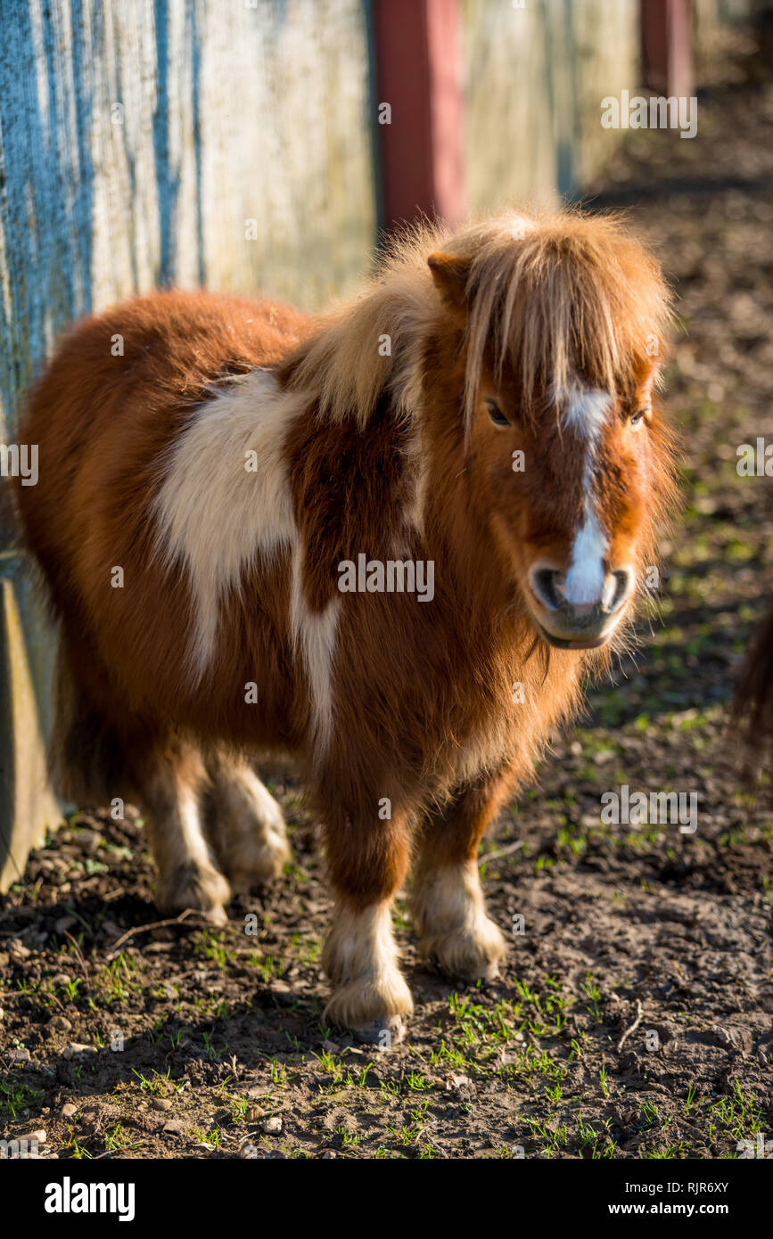 Little shaggy pony is grazing Stock Photo - Alamy