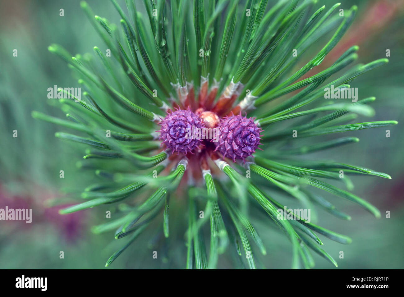 Purple pine cones hi-res stock photography and images - Alamy